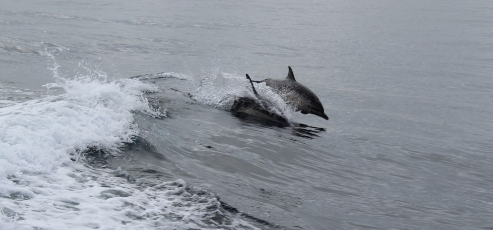 Bruny Island cruising | Flight path